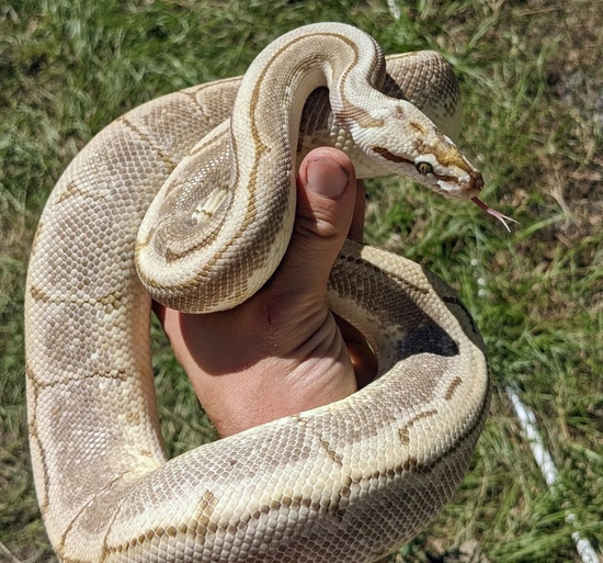 Bamboo Spider Ball Python by Olympian Exotics