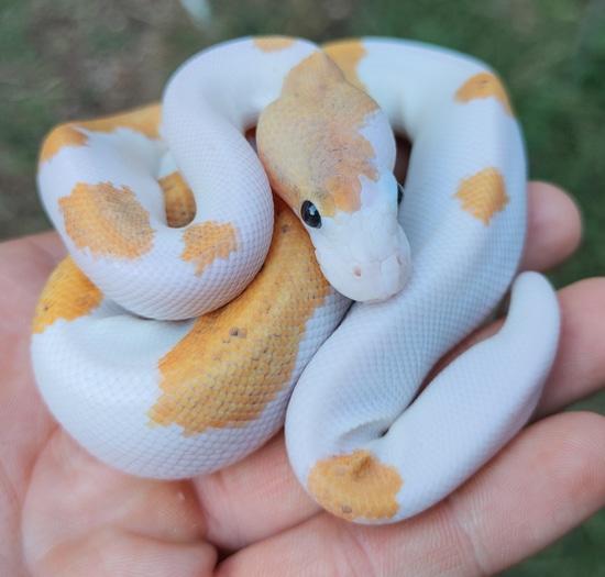 A+ Super Sulfur Ball Python by Olympian Exotics