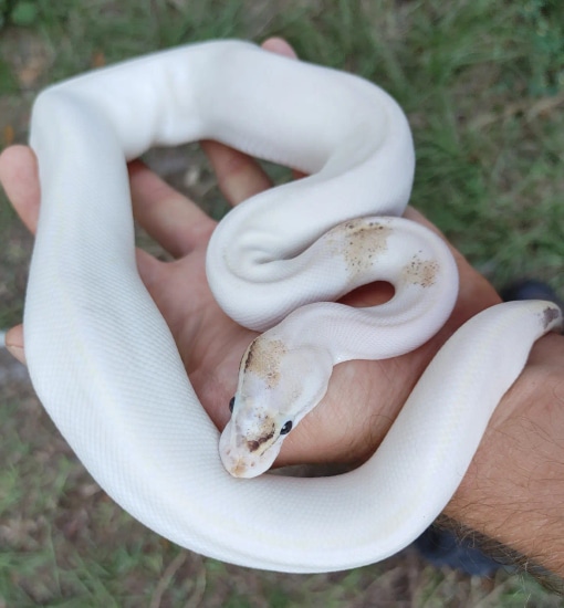 Paradox Ivory Ball Python by Olympian Exotics