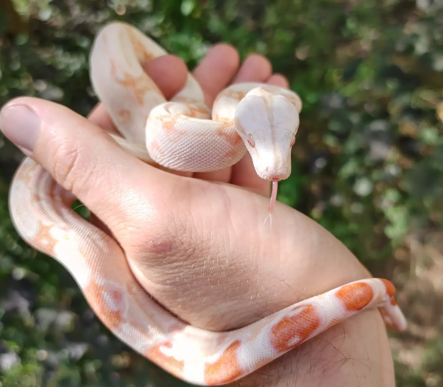 Kahl Albino Boa Constrictor by Olympian Exotics - MorphMarket