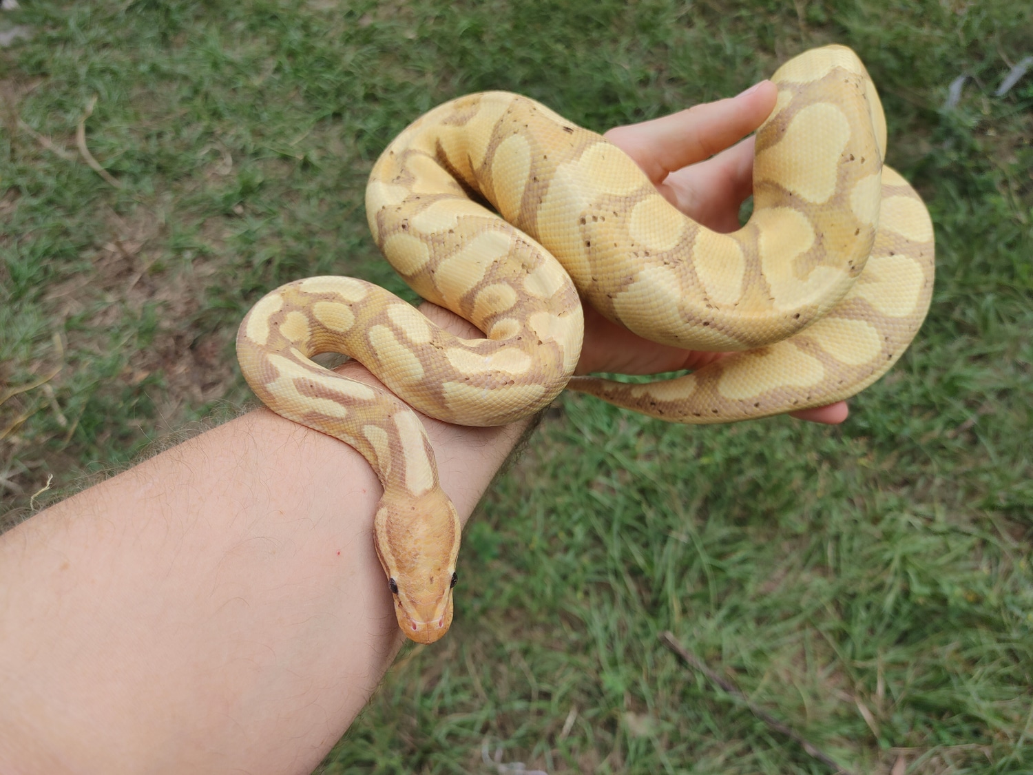 Banana Yellowbelly Ball Python by Olympian Exotics - MorphMarket