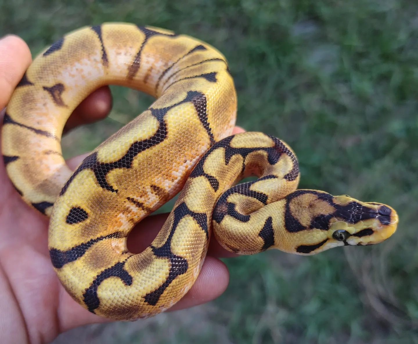 Enchi Yellowbelly Spider Ball Python by Olympian Exotics - MorphMarket