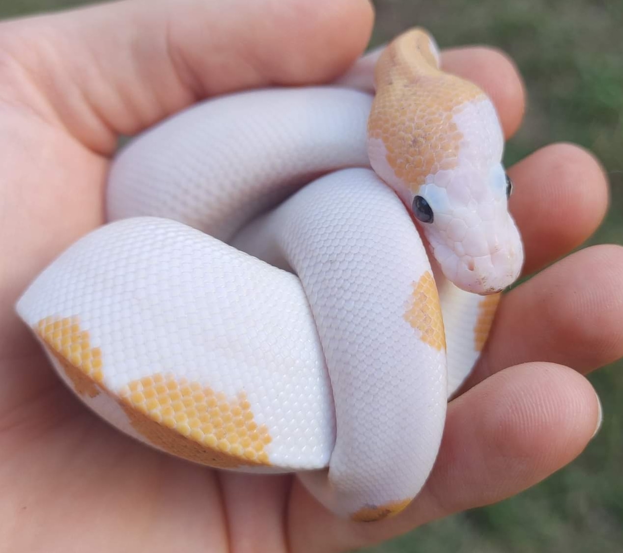 Super Sulfur Ball Python by Olympian Exotics - MorphMarket