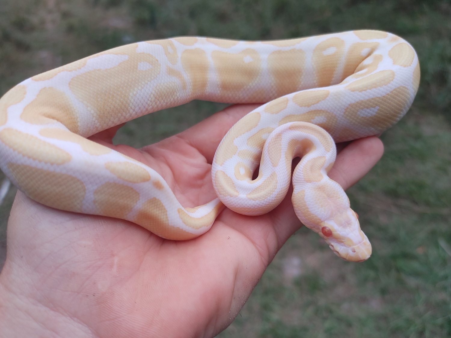 Albino Female Ball Python by Olympian Exotics - MorphMarket