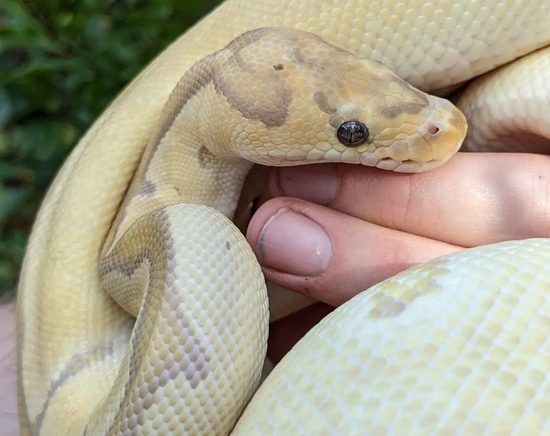 Banana Blade Clown Ball Python by Olympian Exotics