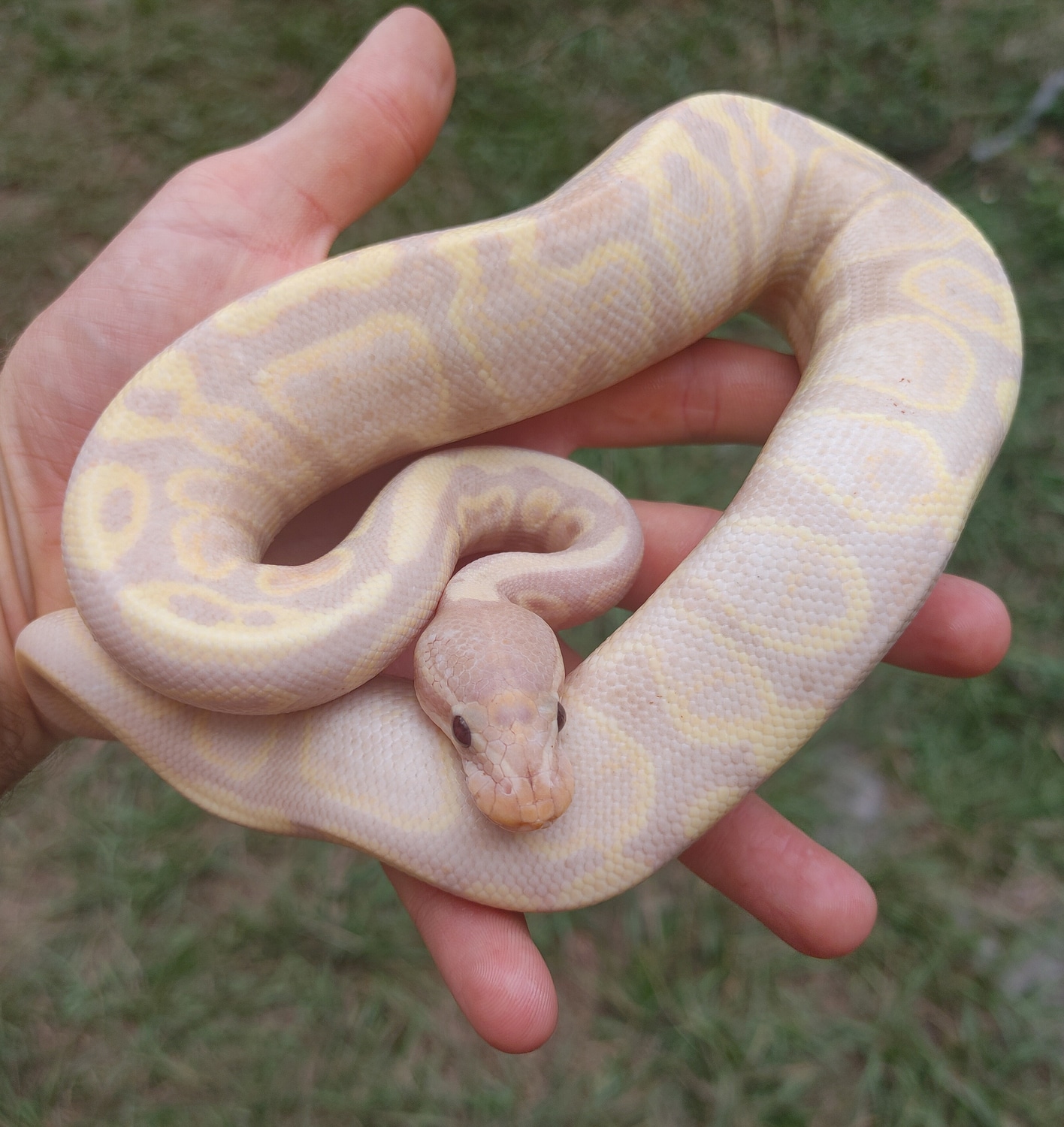 Super Banana Ball Python by Olympian Exotics - MorphMarket