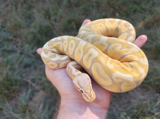 Pastel Fire Banana Ball Python by Olympian Exotics