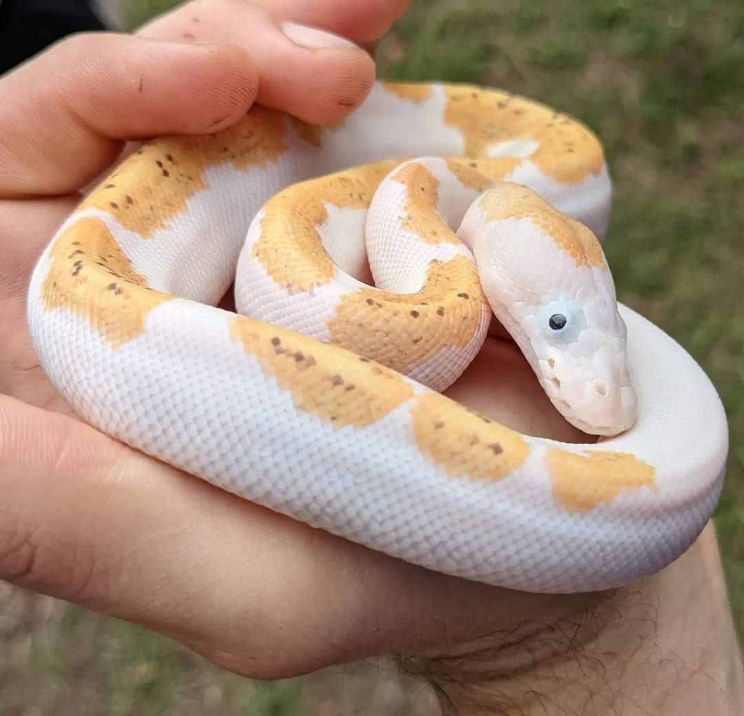 Super Fire Unusual Right Eye Ball Python by Olympian Exotics - MorphMarket
