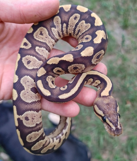 Chocolate Redstripe Ball Python by Olympian Exotics