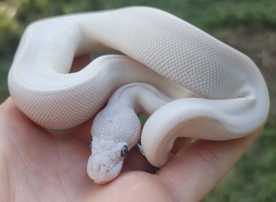 Lesser Mystic Posssible Pastel Yellowbelly Ball Python by Olympian Exotics