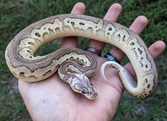 Pewter Motley Clown Ball Python by Olympian Exotics