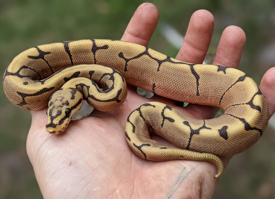 Orange Ghost Spider Male 90g Ball Python by Olympian Exotics