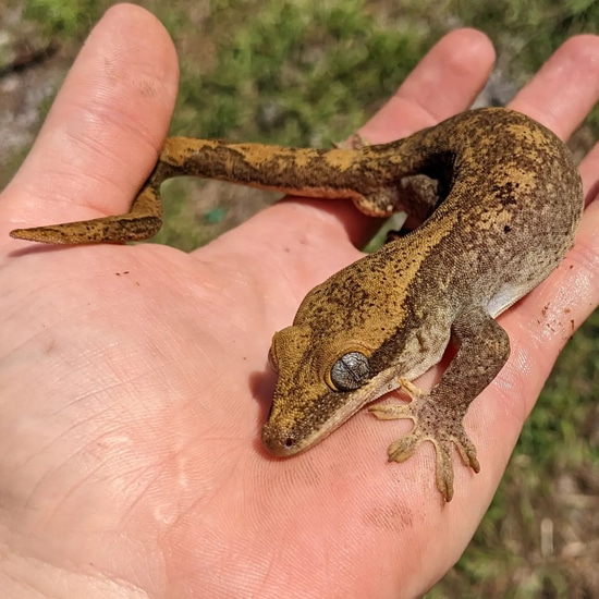 Sarasinorum Gecko Male More Gecko by Olympian Exotics
