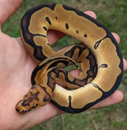 Blade Clown Ball Python by Olympian Exotics