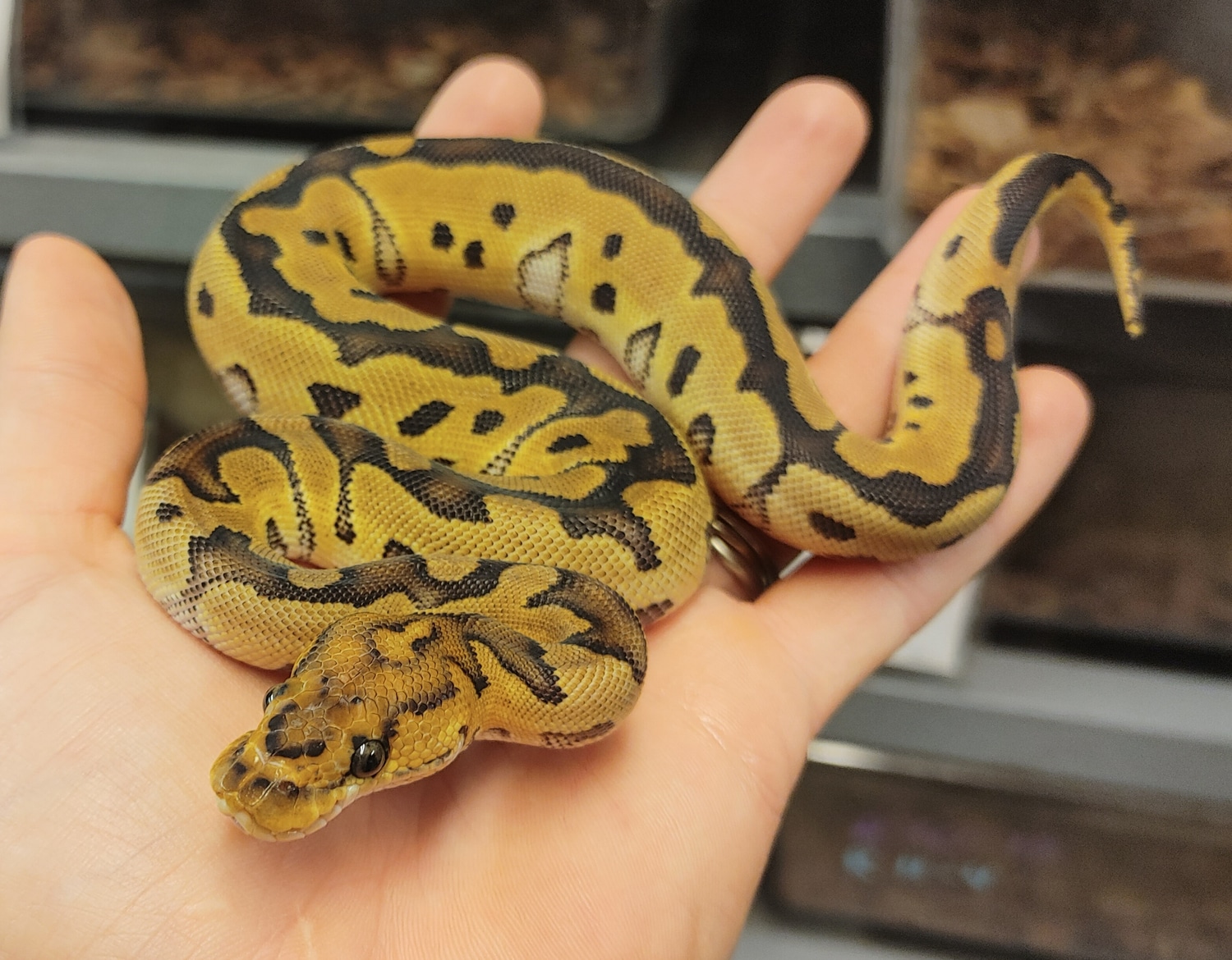 Orange Dream Clown Ball Python by Olympian Exotics - MorphMarket