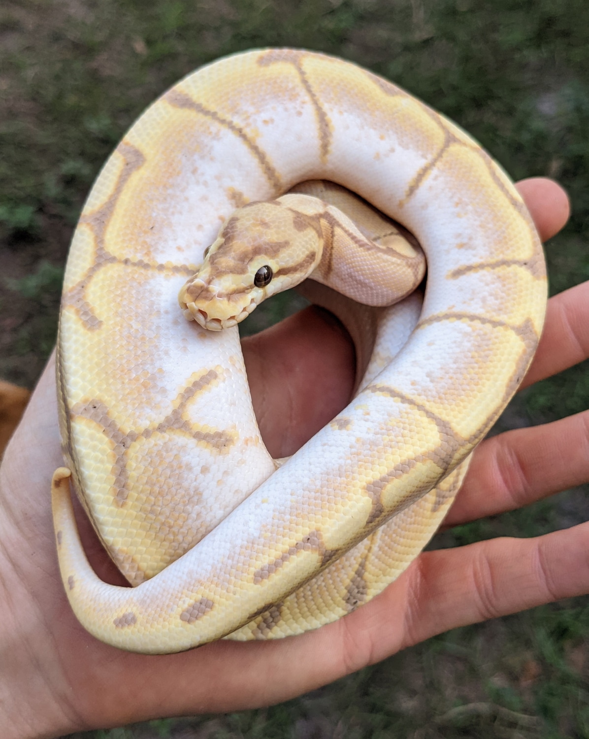 Banana Spider Female Ball Python by Olympian Exotics - MorphMarket