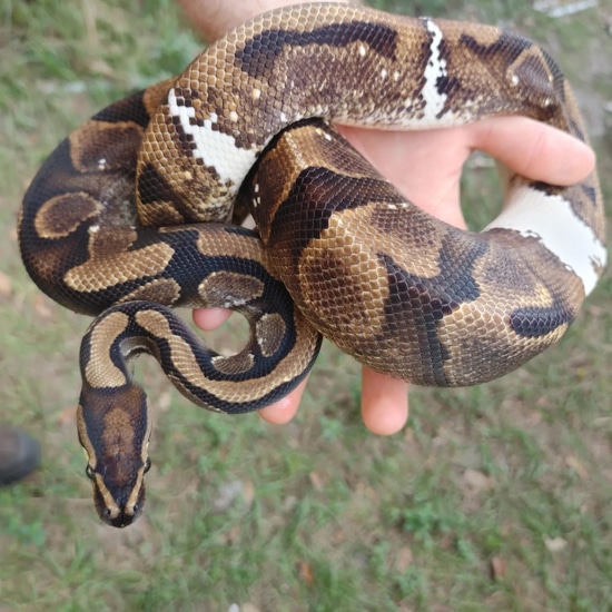 Sugar Pied Ball Python by Olympian Exotics