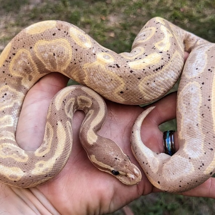Pastel Leopard Spotnose Clown Ball Python by Olympian Exotics - MorphMarket