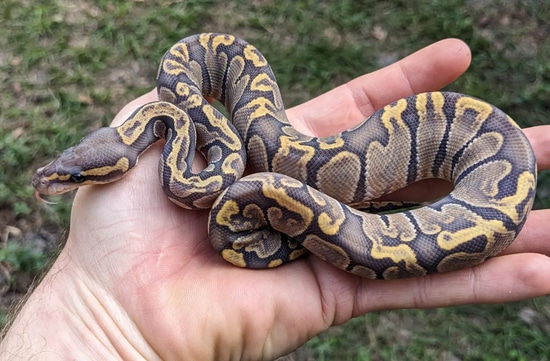 Orange Ghost GHI Ball Python by Olympian Exotics