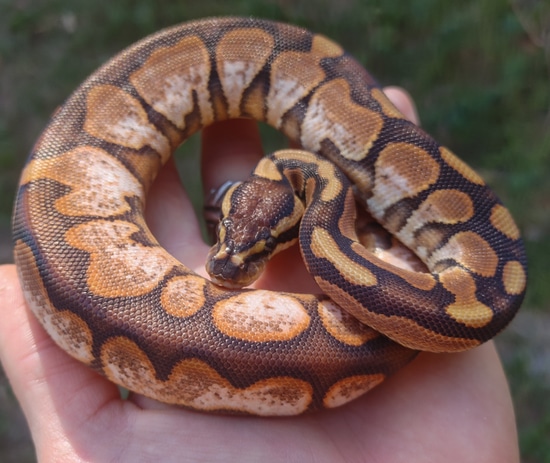 Black Pastel Enchi Calico Ball Python by Olympian Exotics