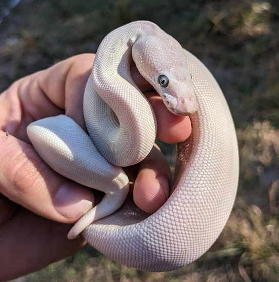 Butter Mojave Possible GHI Ball Python by Olympian Exotics