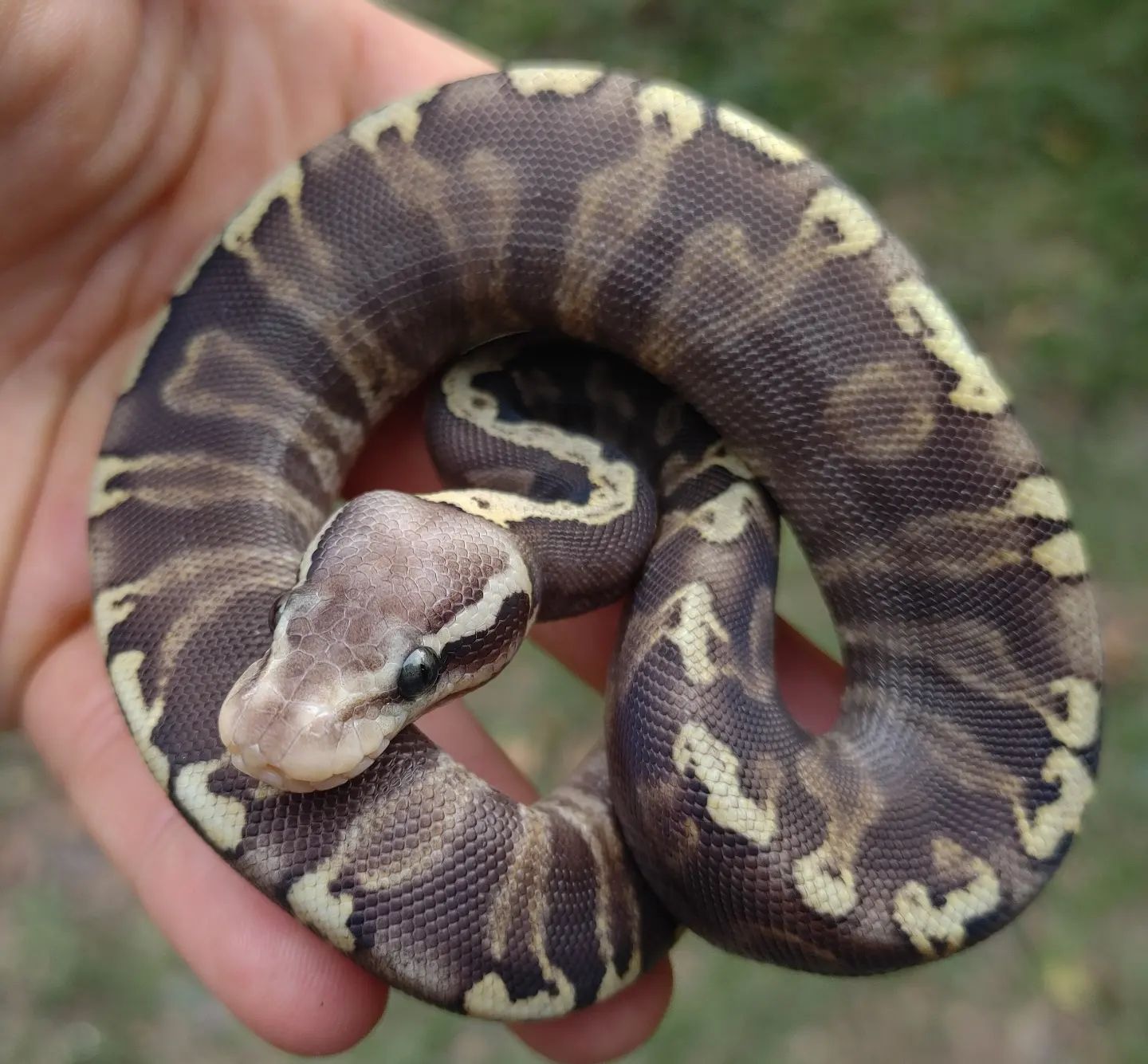 Pastel Super GHI Female 84g Ball Python by Olympian Exotics - MorphMarket