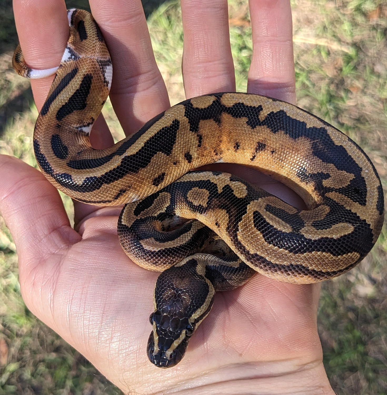 Low White Pied Male Ball Python by Olympian Exotics - MorphMarket