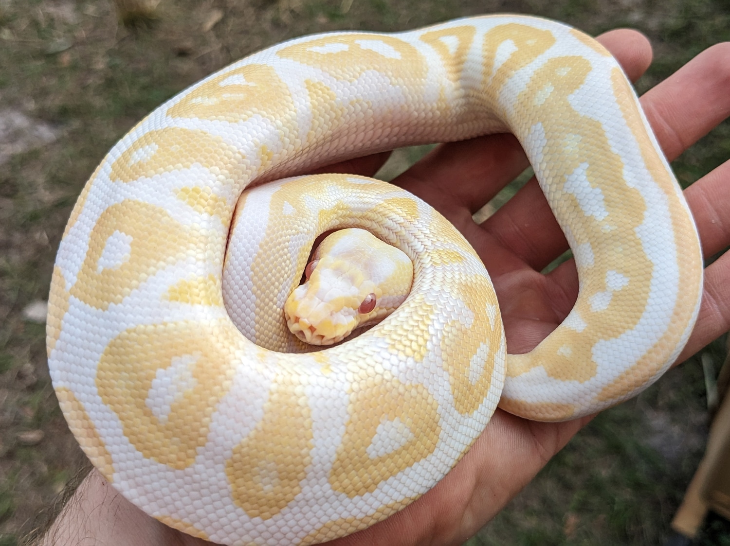 Albino Cinnamon Female Ball Python by Olympian Exotics - MorphMarket