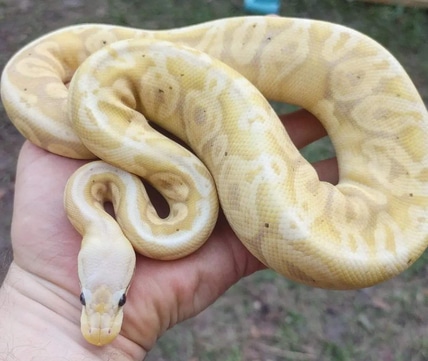 Pastel Leopard Spotnose Clown Ball Python by Olympian Exotics - MorphMarket