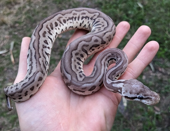 Pewter Leopard Woma Ball Python by Olympian Exotics
