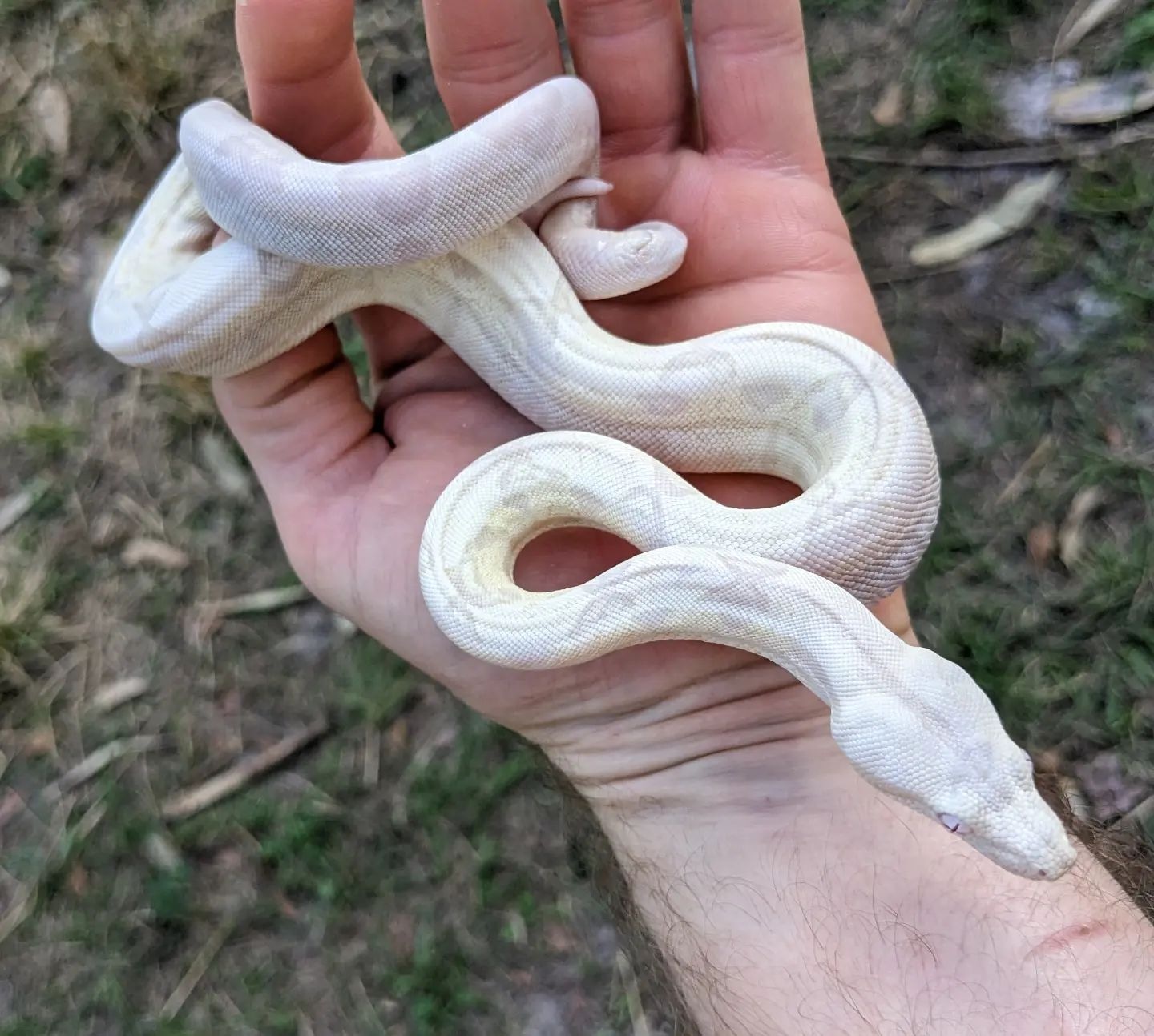 Kahl Moonglow ~1.5ft Boa Constrictor by Olympian Exotics - MorphMarket