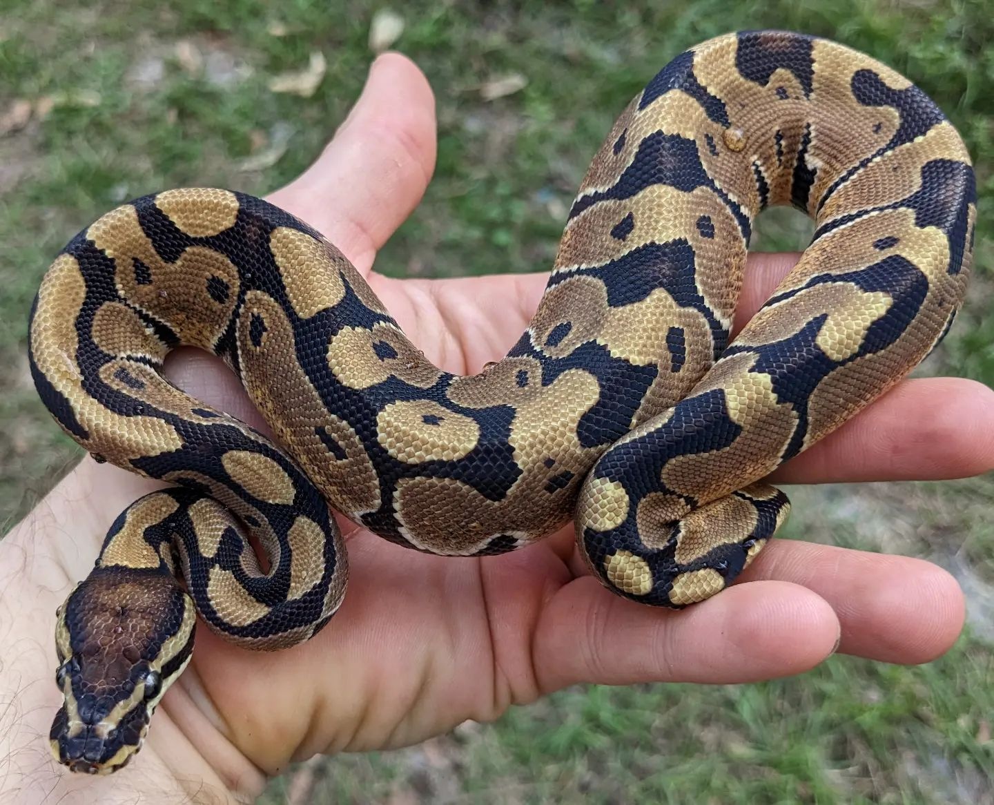 Mario (Morph Isolated By Justin Kobylka) 100% Het Desert Ghost Ball ...