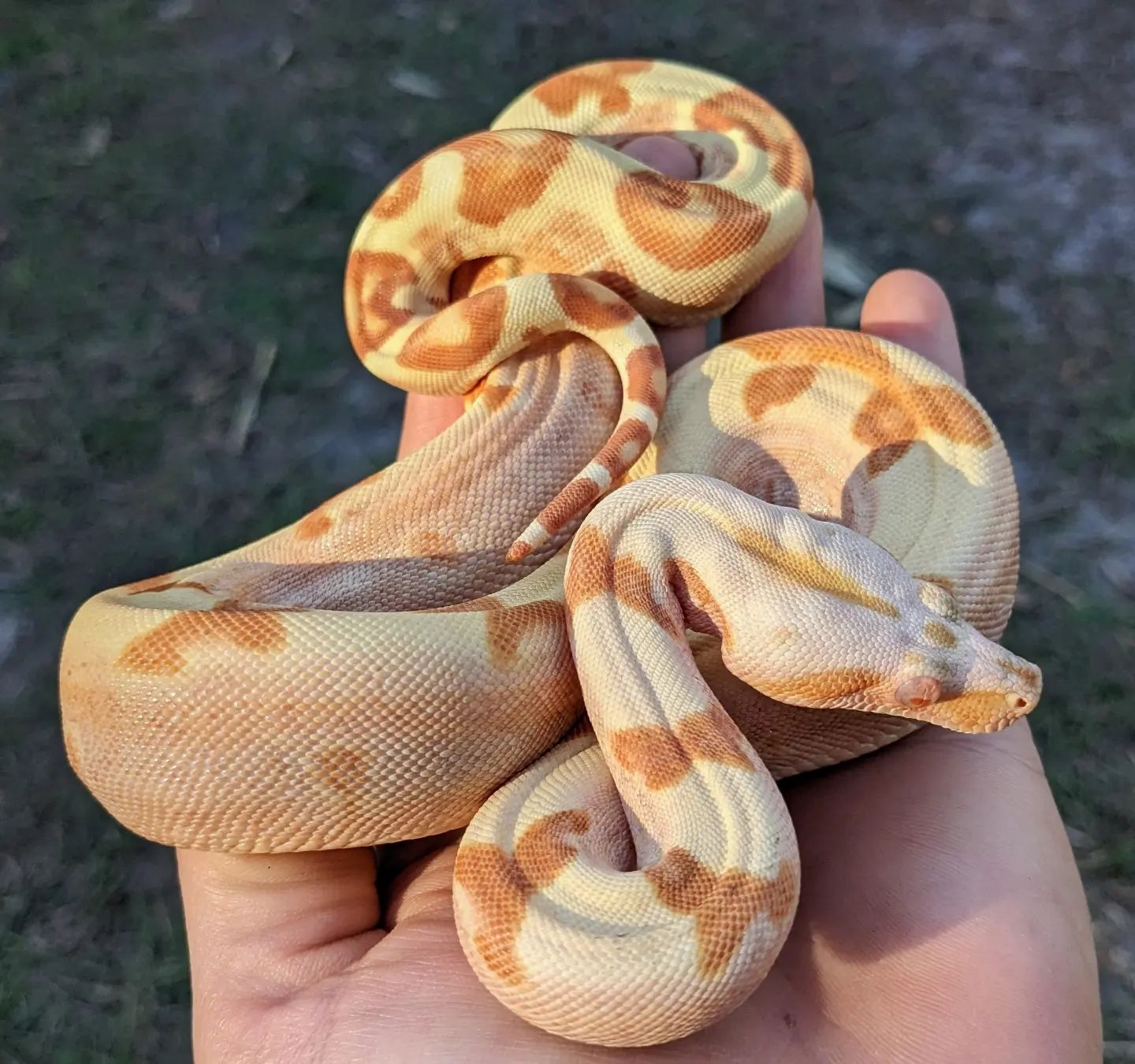 Sharp Sunglow Female ~2FT Boa Constrictor by Olympian Exotics - MorphMarket
