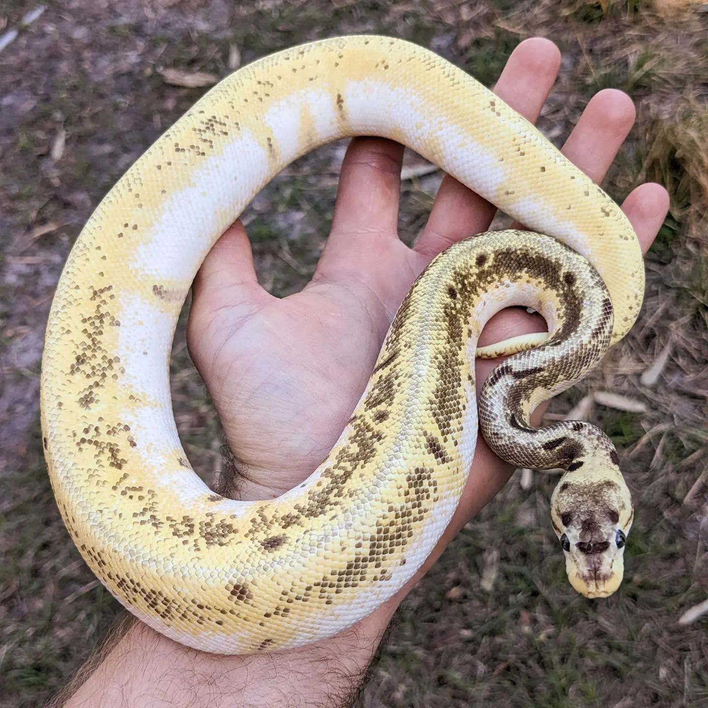 Super Enchi Orange Dream Spider +? Wobbly Ball Python by Olympian ...