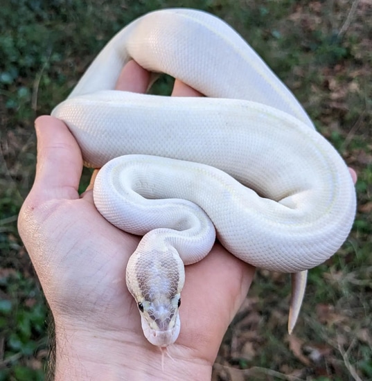Ivory Ball Python by Olympian Exotics