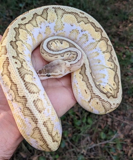 Pastel Calico Butter Pinstripe Ball Python by Olympian Exotics