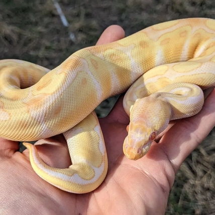 Pastel Leopard Spotnose Clown Ball Python by Olympian Exotics - MorphMarket