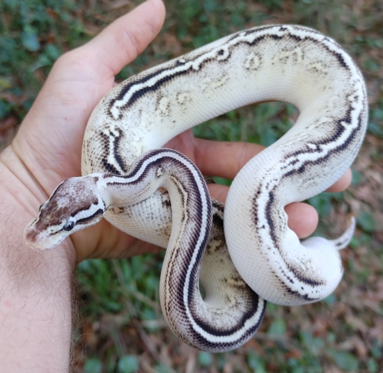 Pastel Cinnamon Super Gravel Ball Python by Olympian Exotics