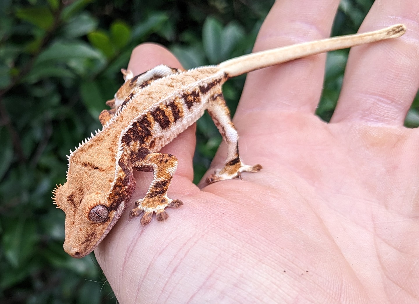 Tricolor Lily White Crested Gecko by Olympian Exotics - MorphMarket