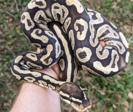 A+ Black Pastel Albino Ball Python by Olympian Exotics - MorphMarket