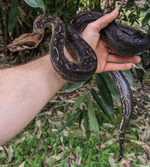 Leopard Boa Constrictor Male ~4FT by Olympian Exotics