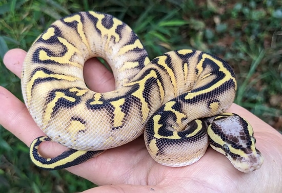 Pastel Super Gravel 142g Female Ball Python by Olympian Exotics