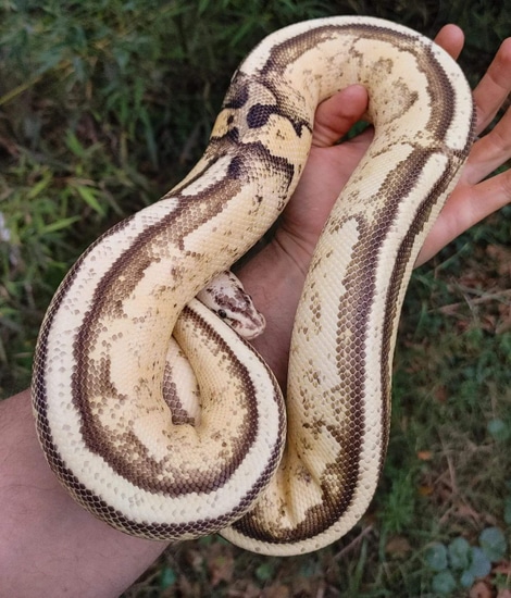 Paradox Pastel Super Stripe Ball Python by Olympian Exotics