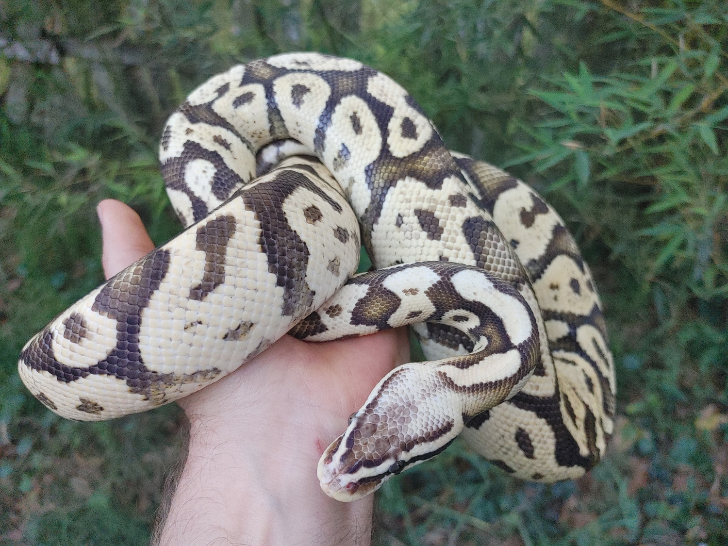 Firefly Possible Yellowbelly Ball Python by Olympian Exotics - MorphMarket