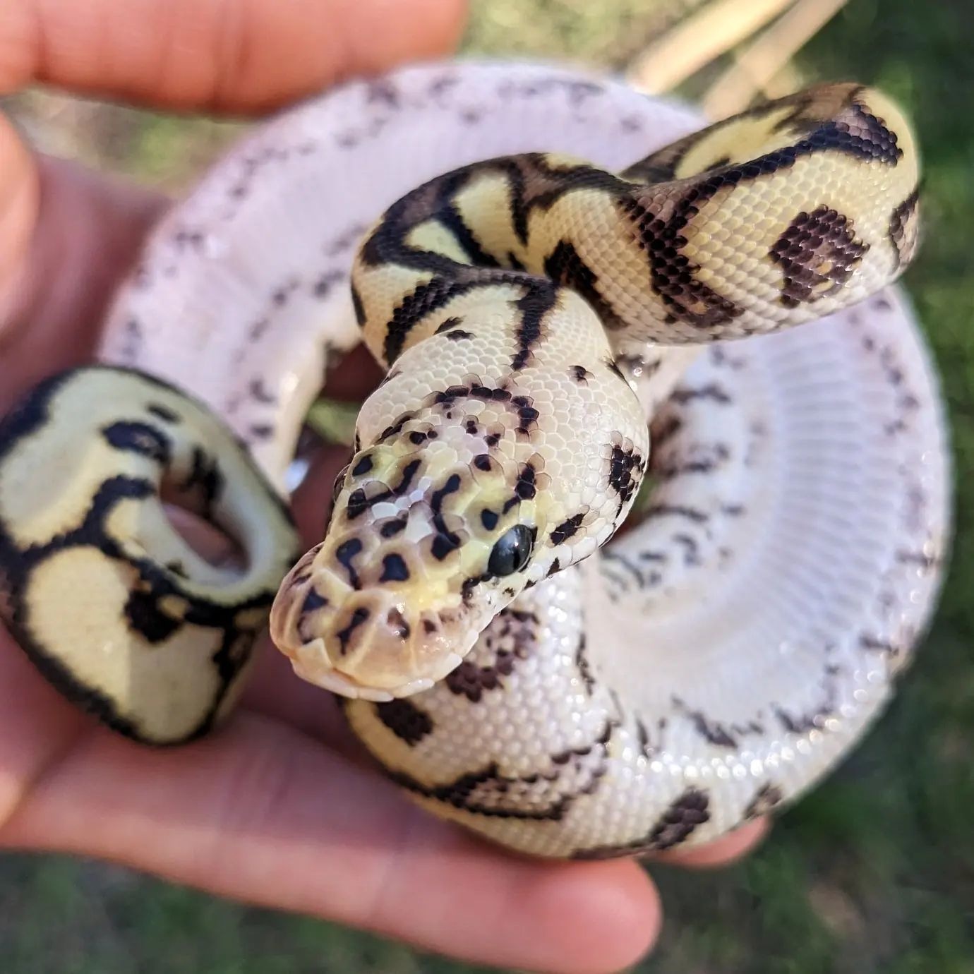 A+ Pastel Spotnose Clown Ball Python by Olympian Exotics - MorphMarket