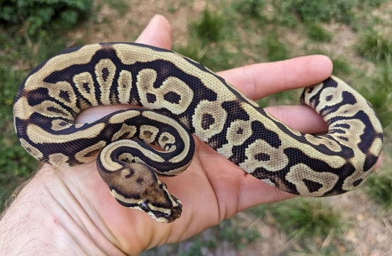 Leopard Spotnose +? Python Ball Python by Olympian Exotics