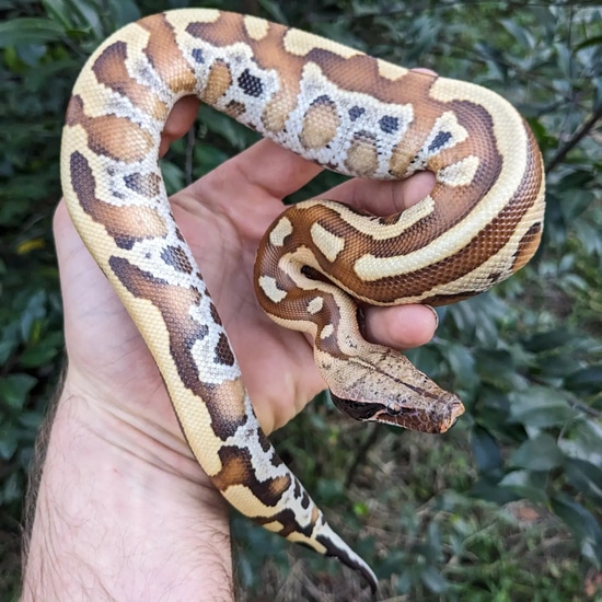 100% Het T Positive Albino Blood Python by Olympian Exotics