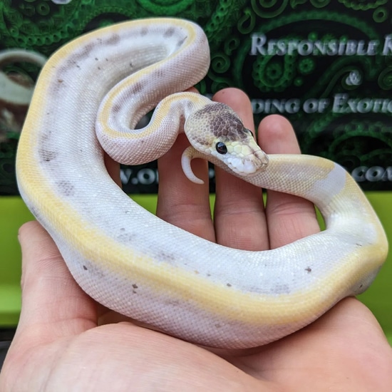 Bamboo Champagne Ball Python by Olympian Exotics