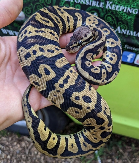 Pastel Acid Ball Python Female 231g by Olympian Exotics