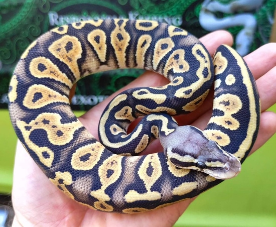 Pastel Blackhead Orange Ghost Ball Python by Olympian Exotics